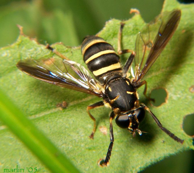 Who’s Your Pest? | South Pleasantburg Nursery