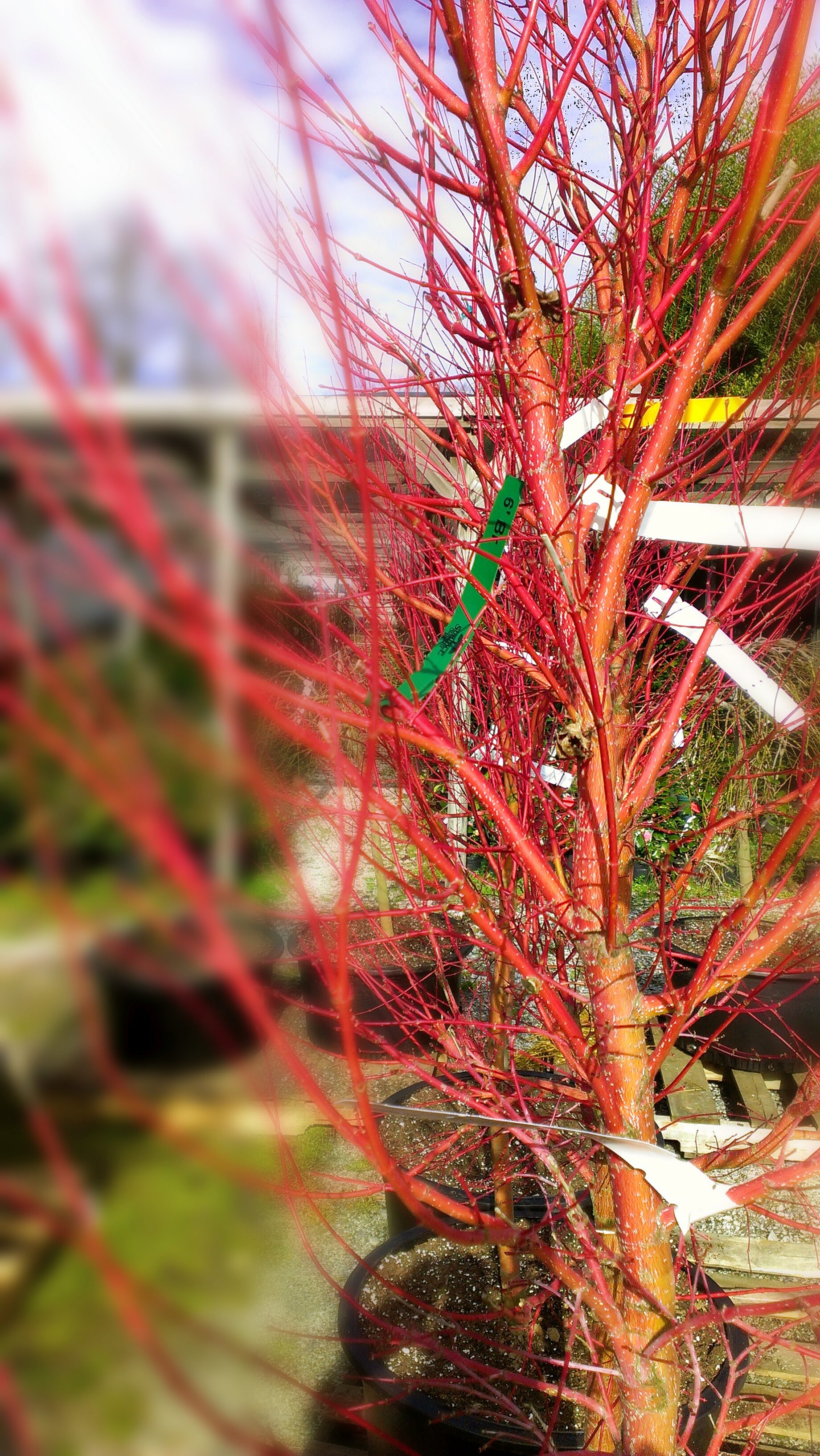 Branches Of Red, It Doesn’t Mean It’s Dead | South Pleasantburg Nursery