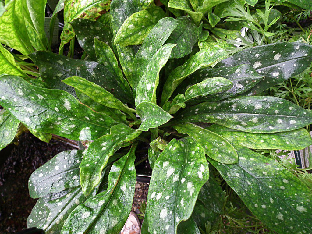 Enter Our Fern Gully! | South Pleasantburg Nursery