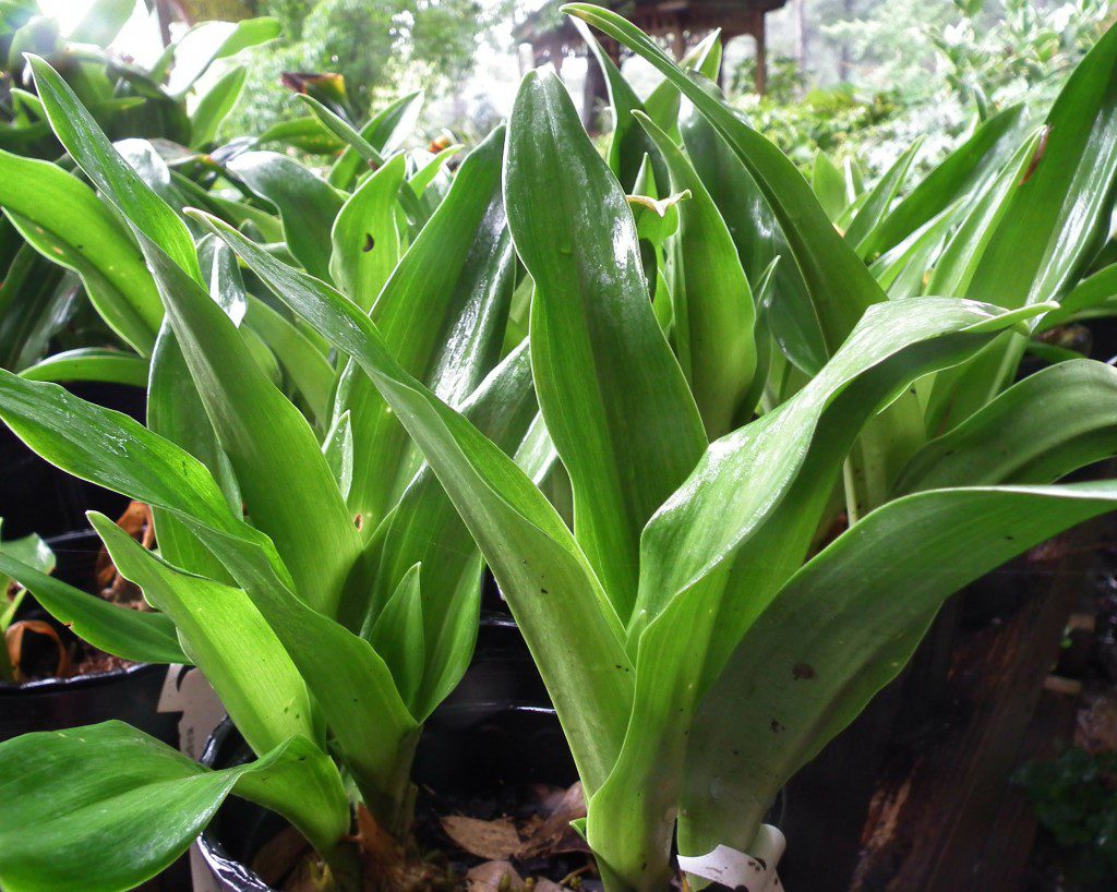 Enter Our Fern Gully! | South Pleasantburg Nursery