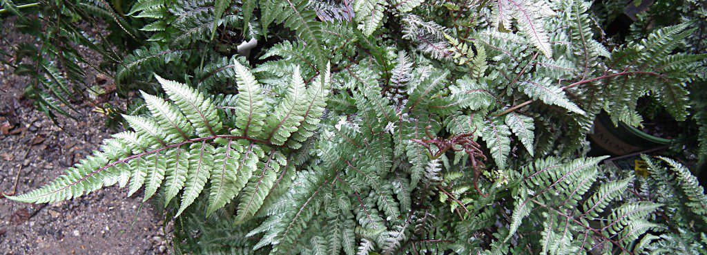 Enter Our Fern Gully! | South Pleasantburg Nursery