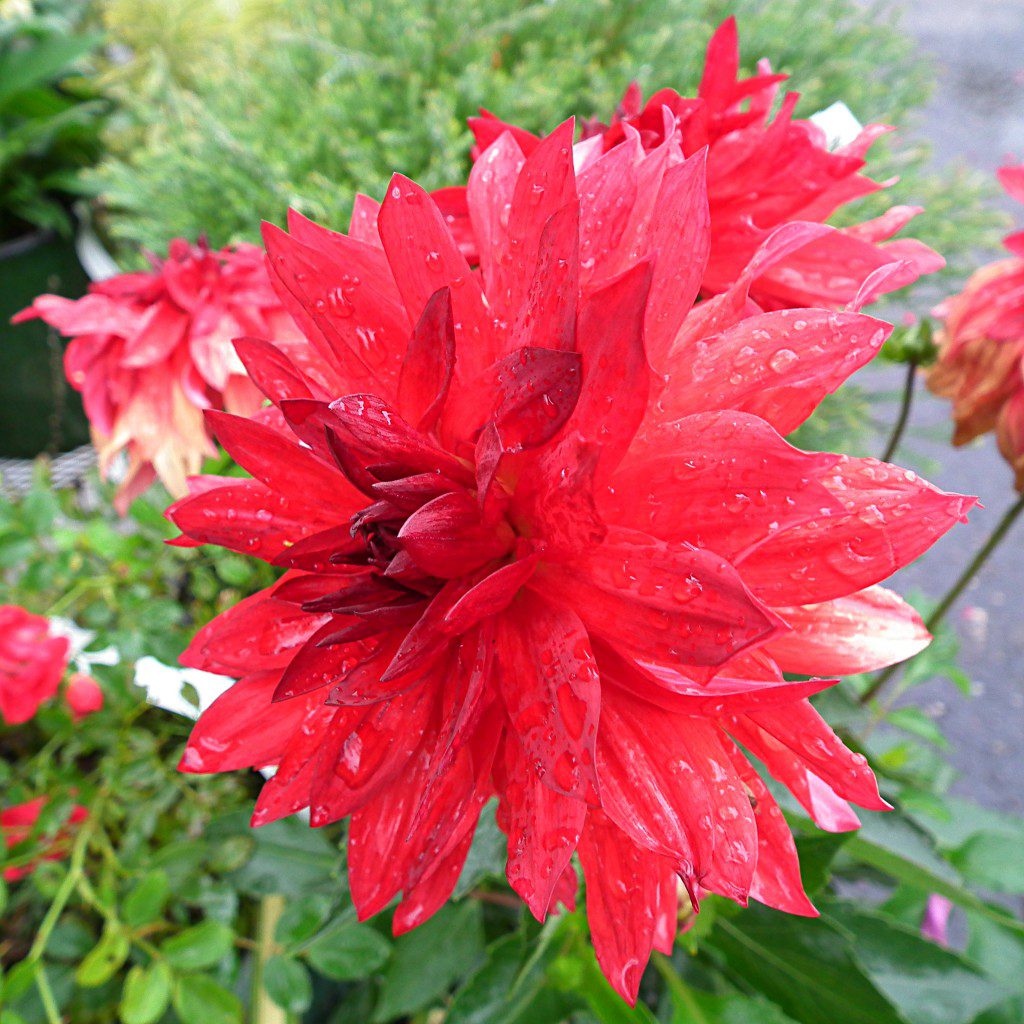 August Plant Showcase | South Pleasantburg Nursery